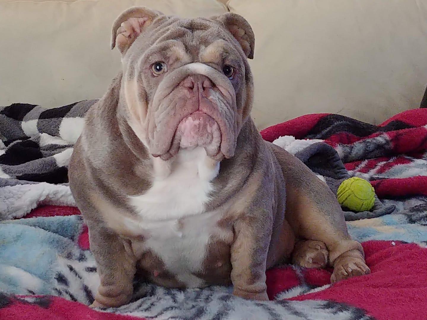 Northern Neck Bulldogs in Virginia | Bulldog puppies | Good Dog