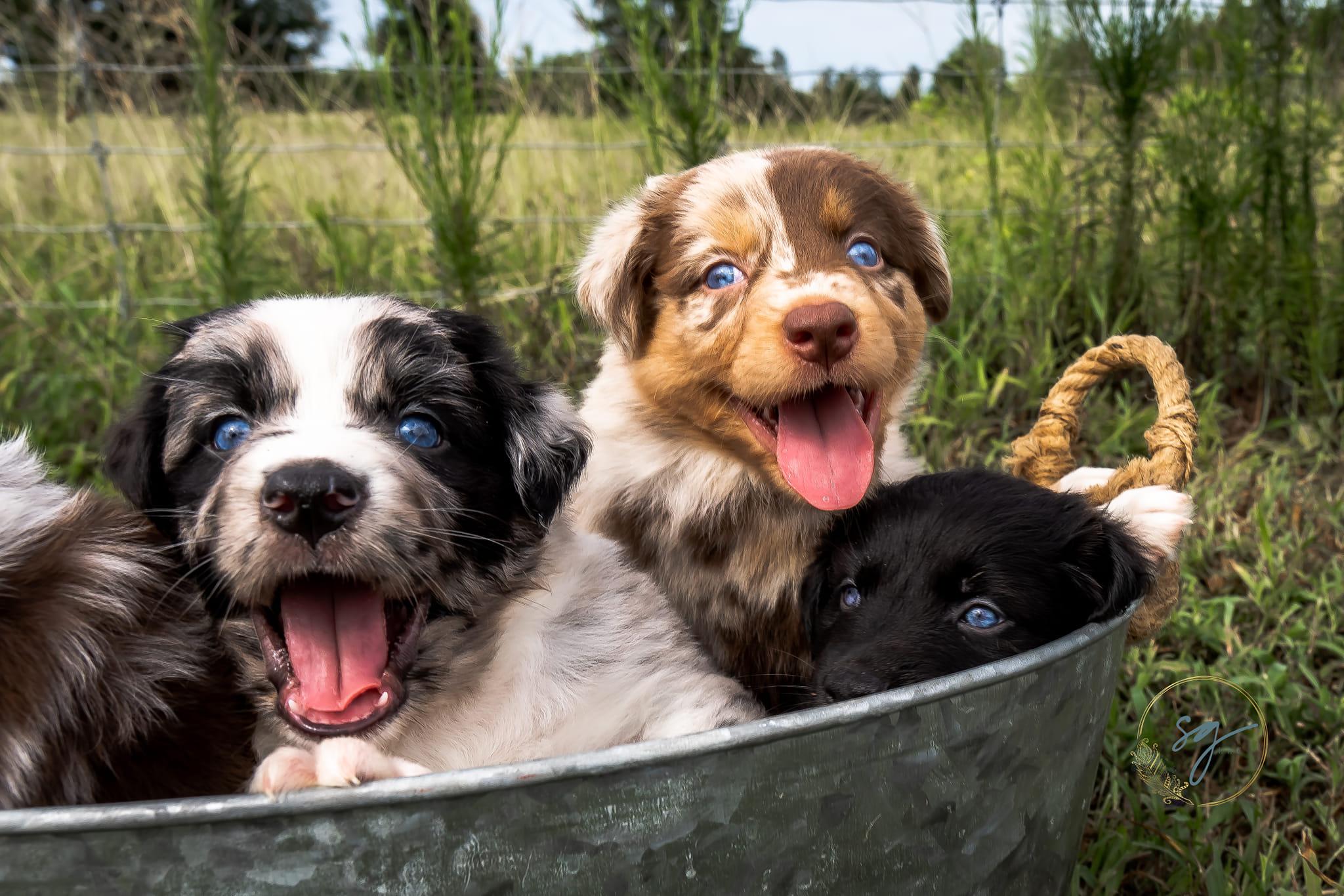 Wild Magnolia Farms Aussies in Georgia | Australian Shepherd puppies ...