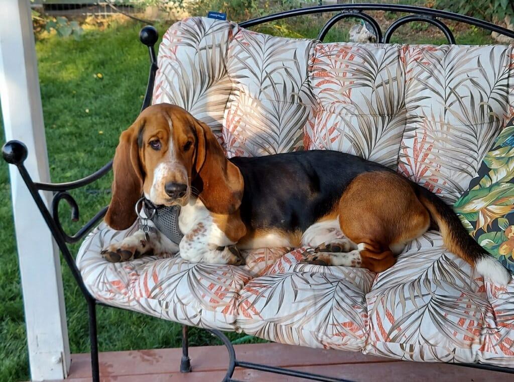 The Walls Hounds With Heart in Oregon | Basset Hound puppies | Good Dog