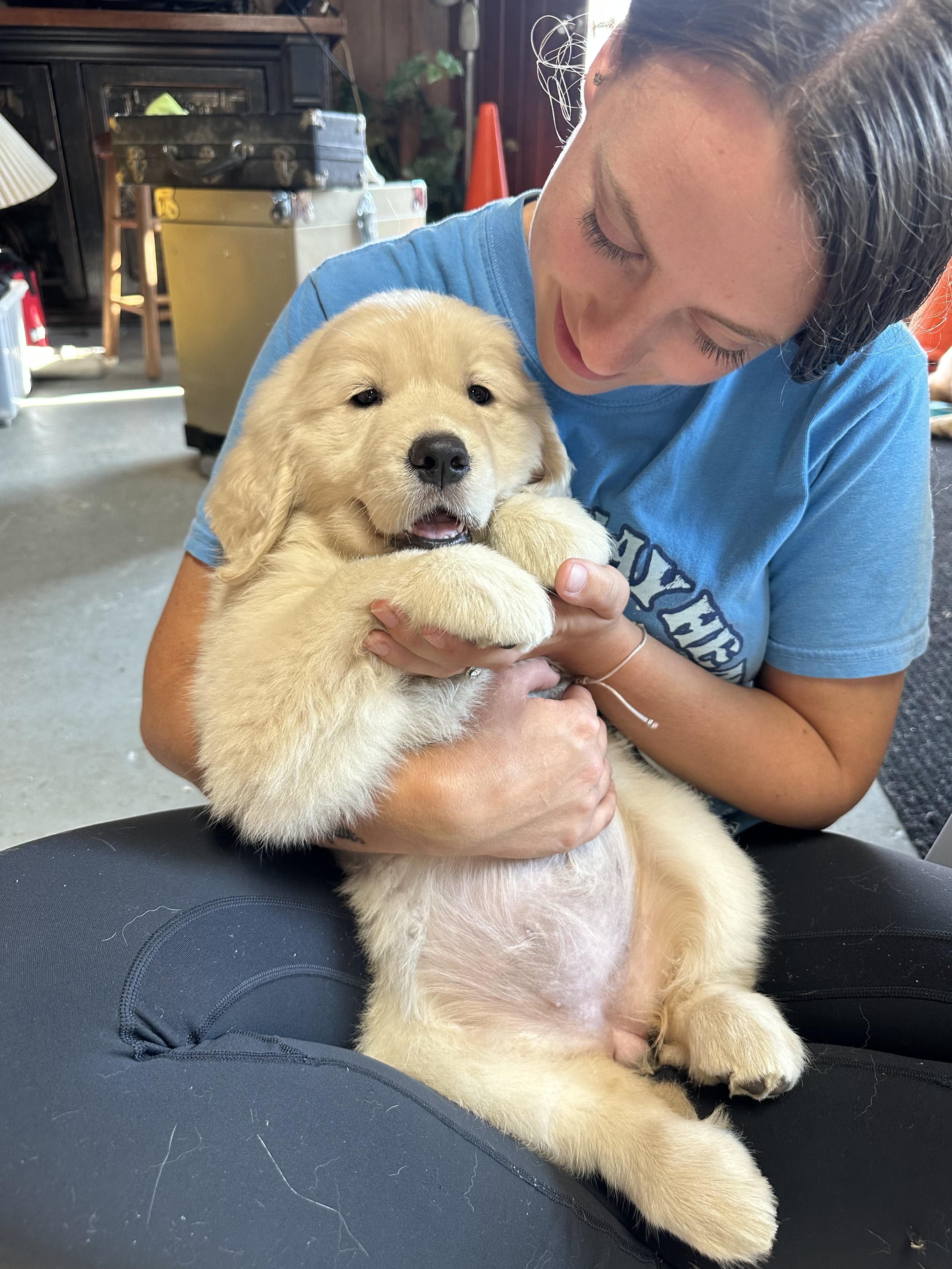 Golden Retrievers of South Carolina in South Carolina | Golden ...