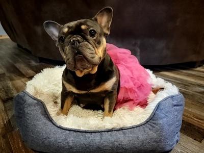 Moore's Frenchies and Huskies in Missouri | French Bulldog and Siberian ...