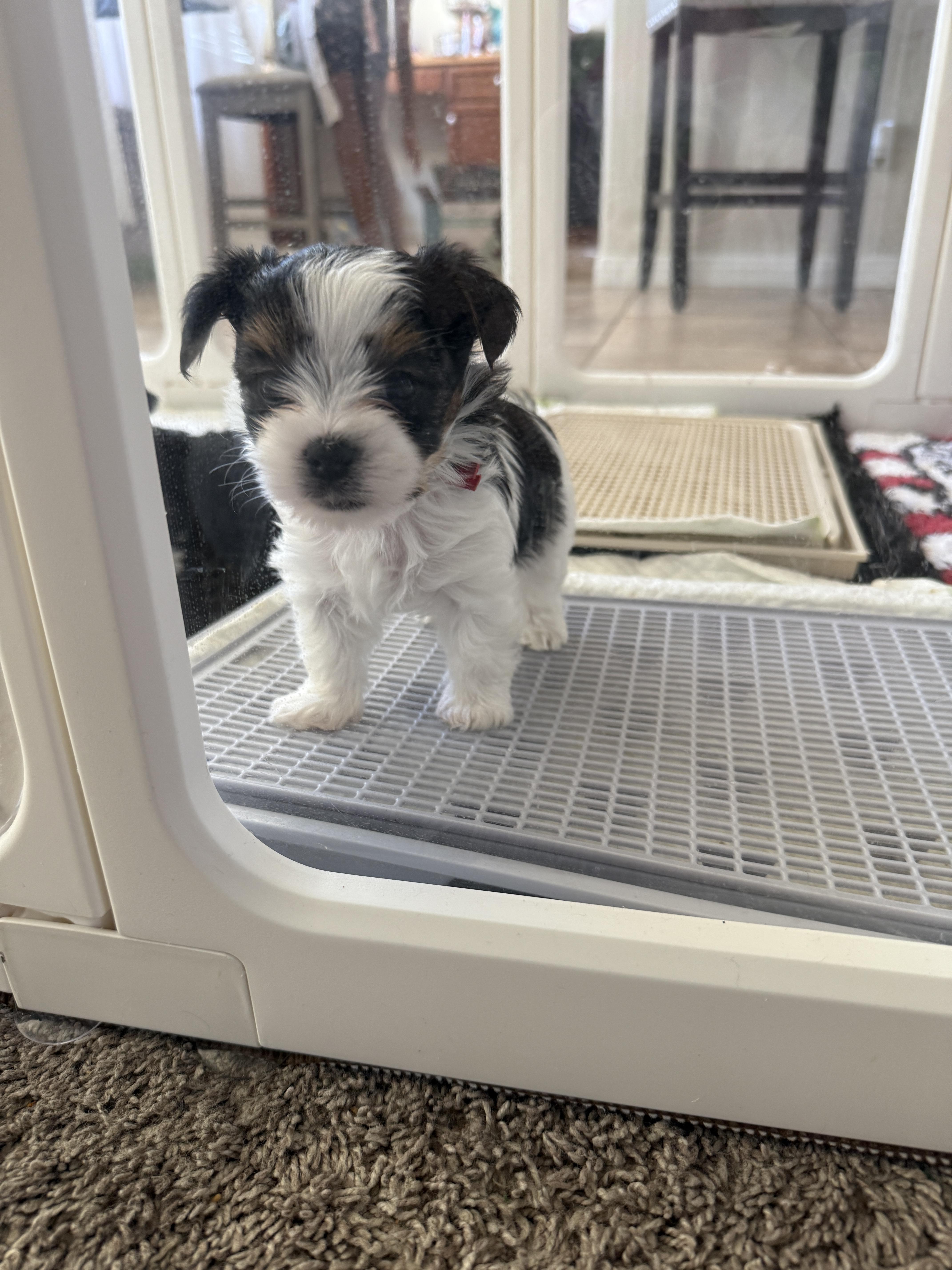 Pucci Pawfect in California | Biewer Terrier, Cavapoo, Cockapoo ...