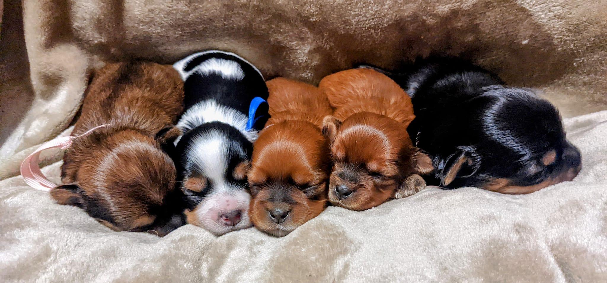 Pittman's Puppies in Oklahoma | Shorkie puppies | Good Dog