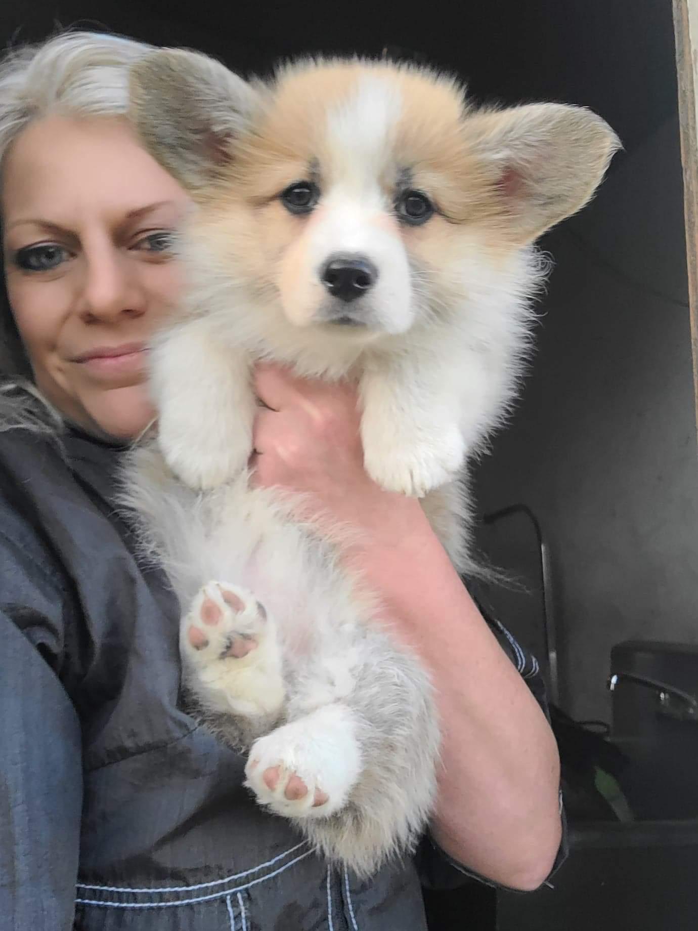 Breyerwood in Washington | Pembroke Welsh Corgi puppies | Good Dog
