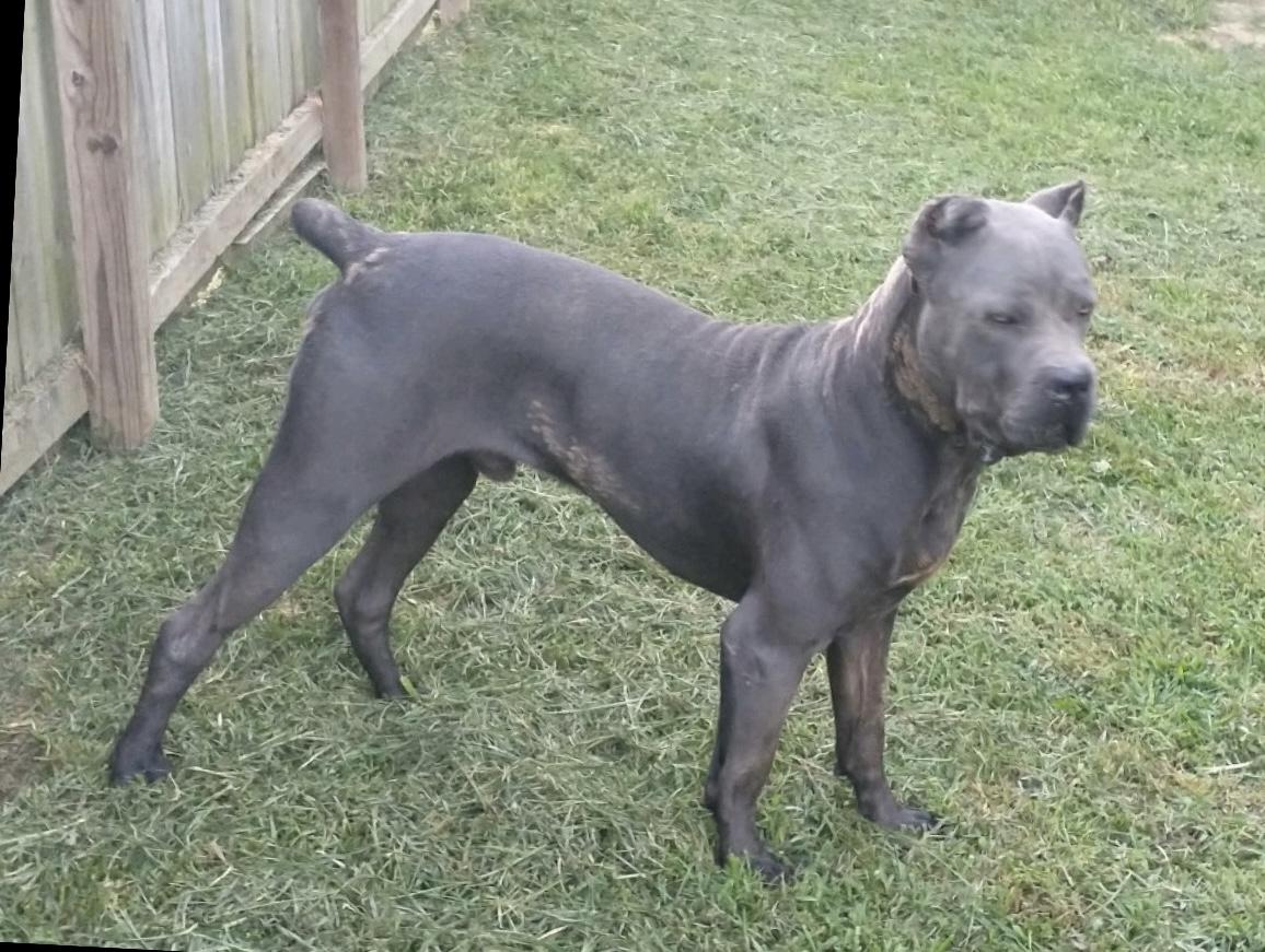 Walnut Creek Cane Corso in Indiana | Cane Corso puppies | Good Dog