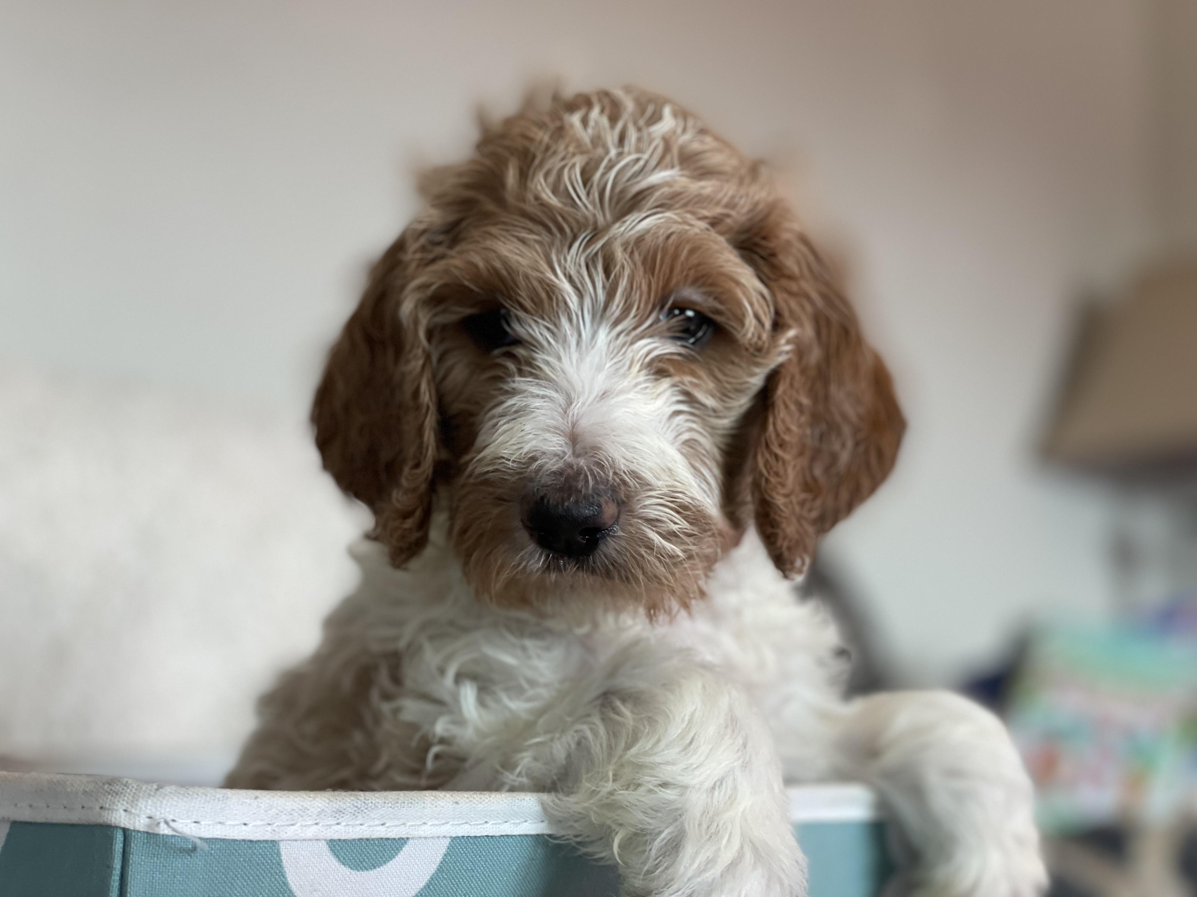 AZ Designer Goldendoodles in Arizona | Goldendoodle puppies | Good Dog