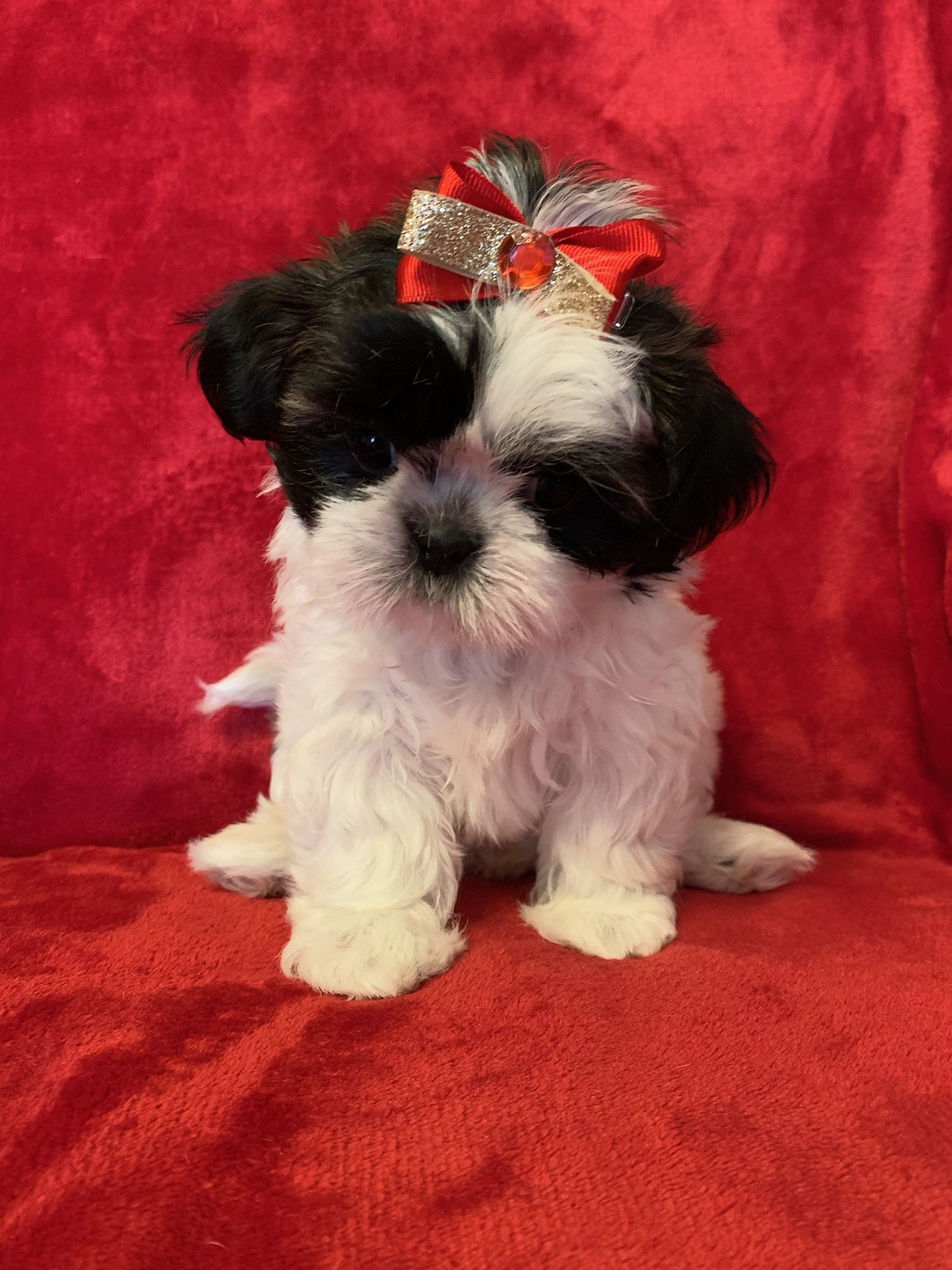 James and Denise's Shih Tzus in Missouri | Shih Tzu puppies | Good Dog
