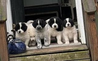 Mary's Working Cross Puppies in Michigan | Working Dog Cross puppies ...