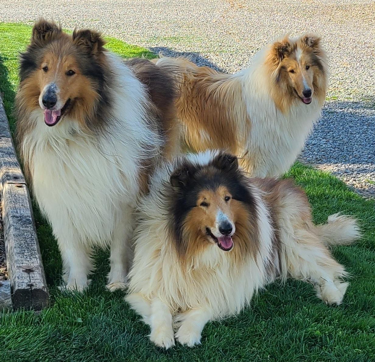 Keystone Collies in Pennsylvania | Collie puppies | Good Dog