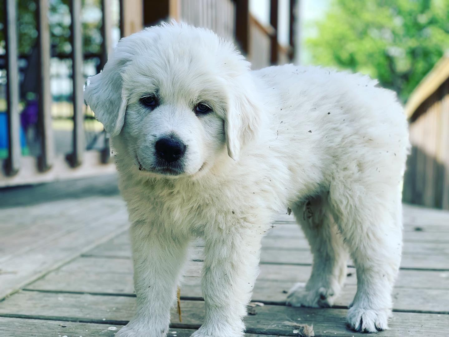 Blackmore Farm in Indiana | Great Pyrenees puppies | Good Dog