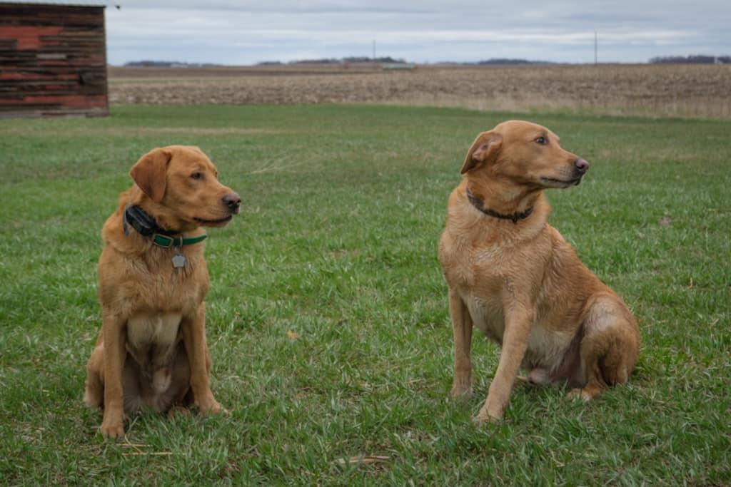 Prairie Performance Labs in Minnesota | Labrador Retriever puppies ...
