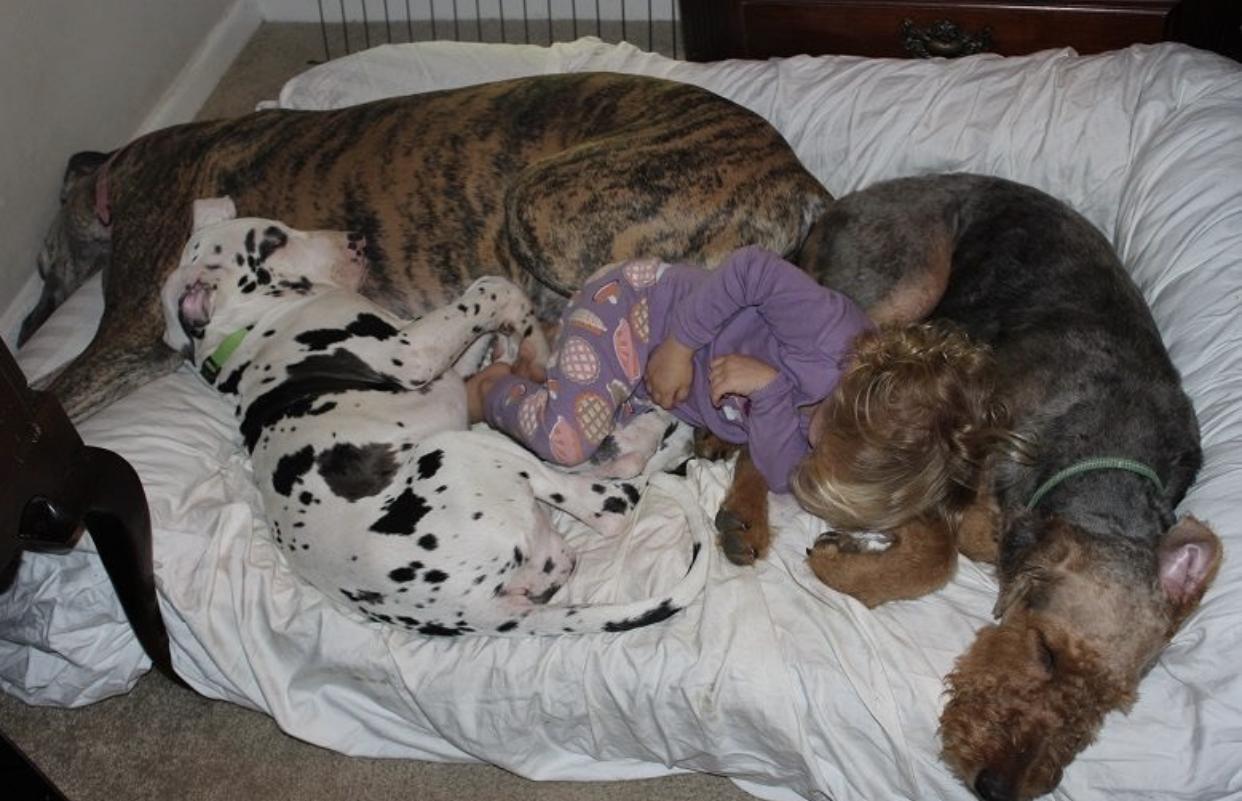 Beitzel Babies in North Carolina | Airedale Terrier and Bernedoodle ...