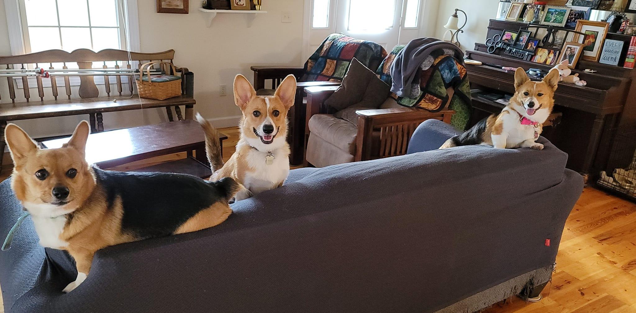 Hummingbird Farm in West Virginia | Pembroke Welsh Corgi puppies | Good Dog