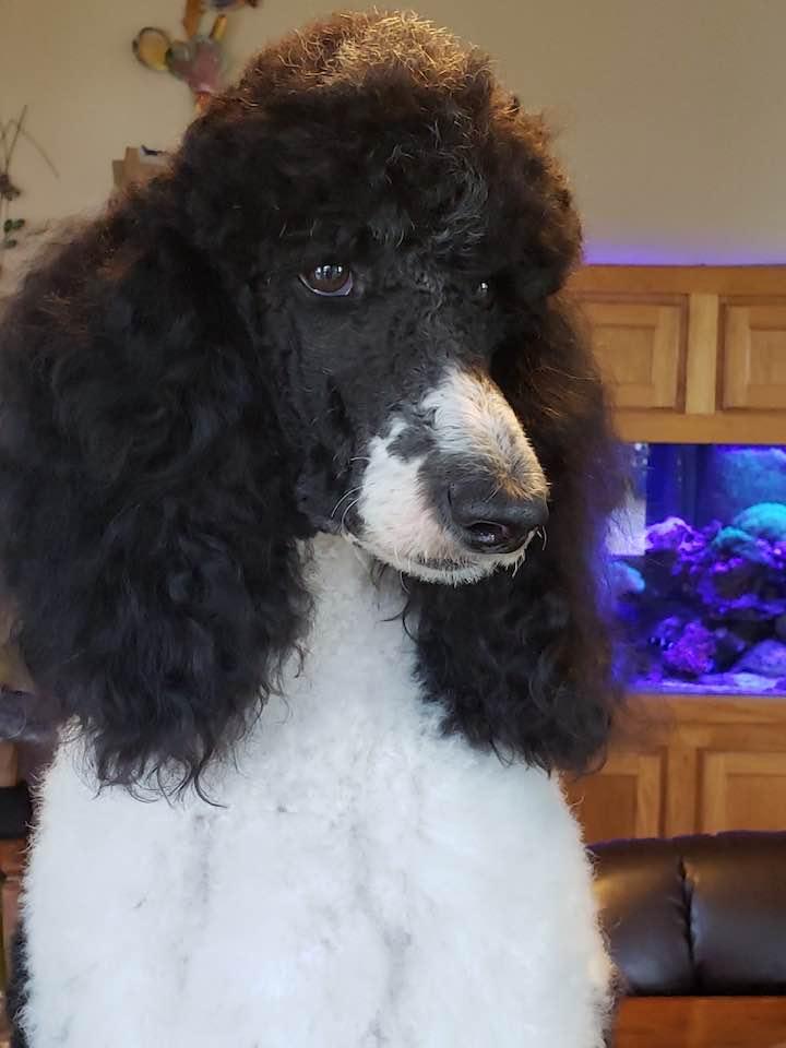 Lake Effect Poodles, Leesa’s Jewlz in Michigan | Poodle puppies | Good Dog