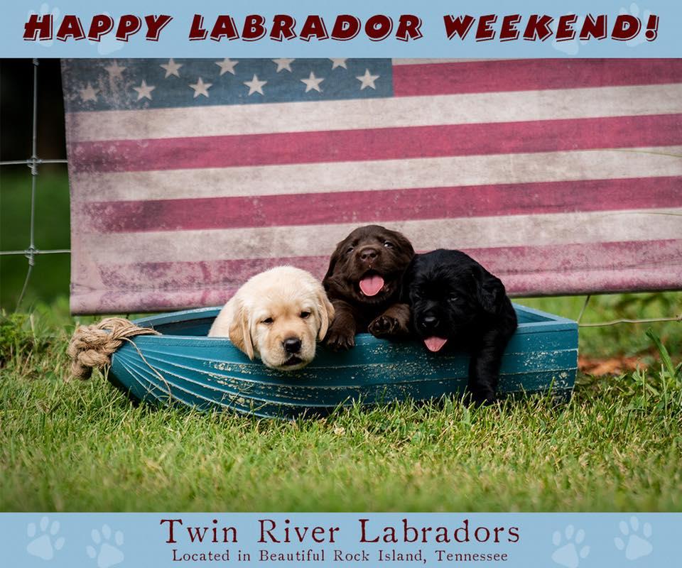 Twin River Labradors in Tennessee | Labrador Retriever puppies | Good Dog