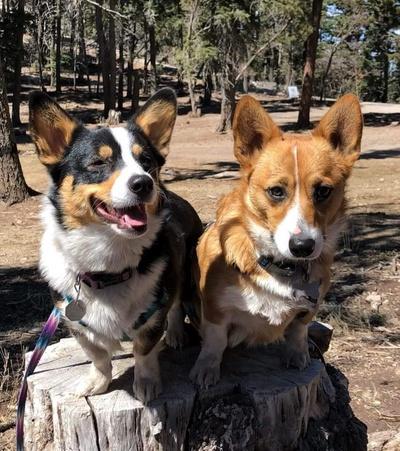 Triple T Corgis in Texas | Pembroke Welsh Corgi puppies | Good Dog