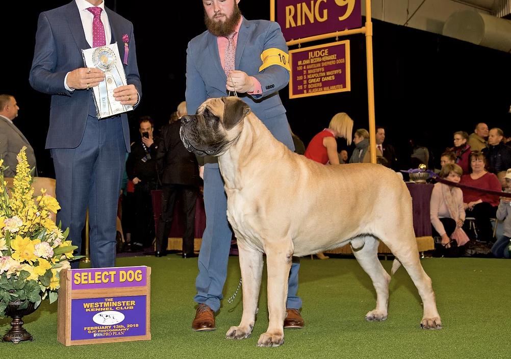 Stone Gate Mastiffs in Texas | Mastiff puppies | Good Dog