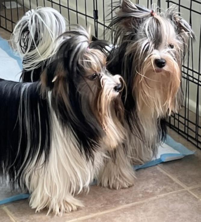 Biewer de las Flores in Pennsylvania | Biewer Terrier puppies | Good Dog