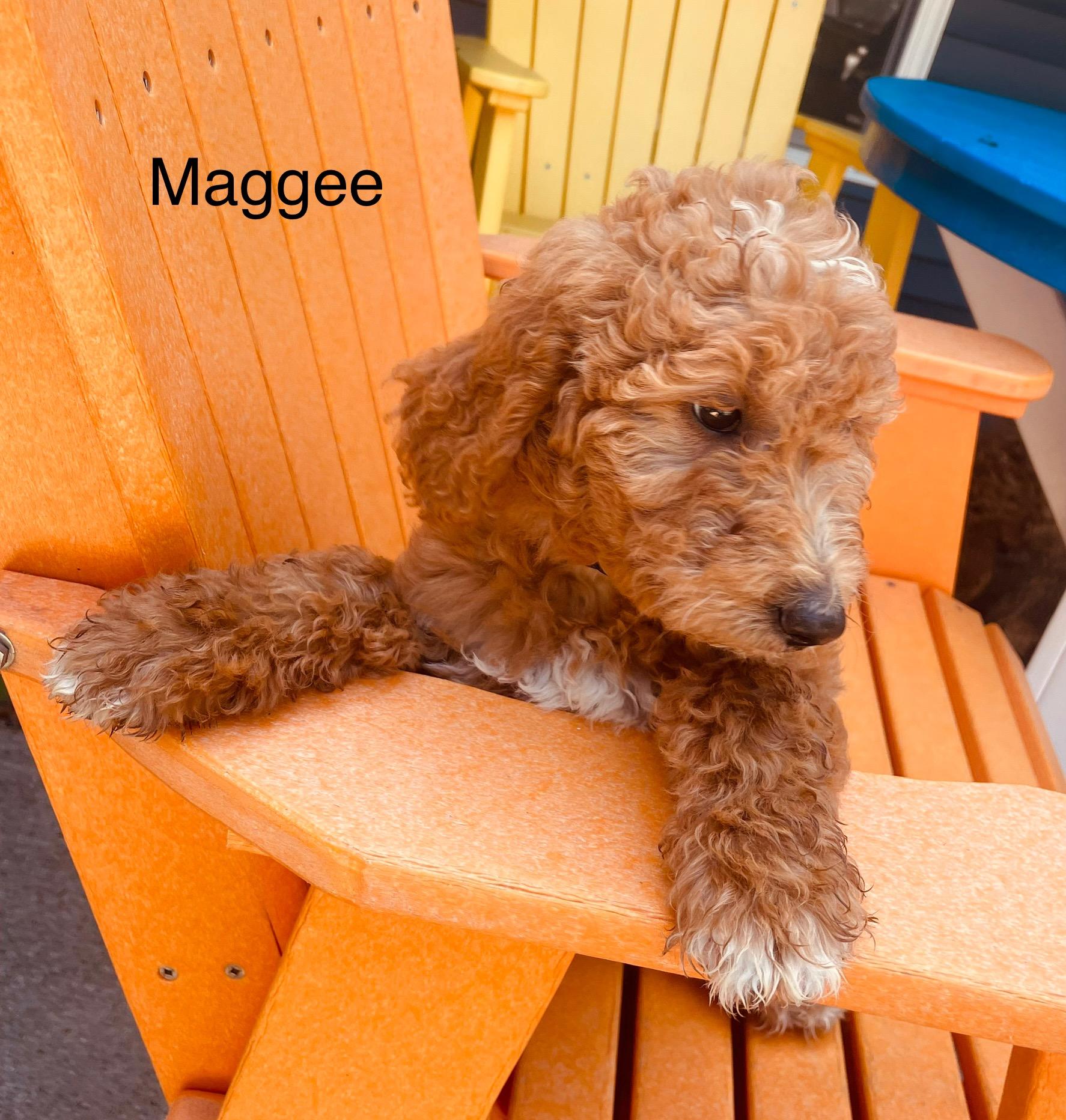 Kim’s Doodles in Indiana | Goldendoodle puppies | Good Dog