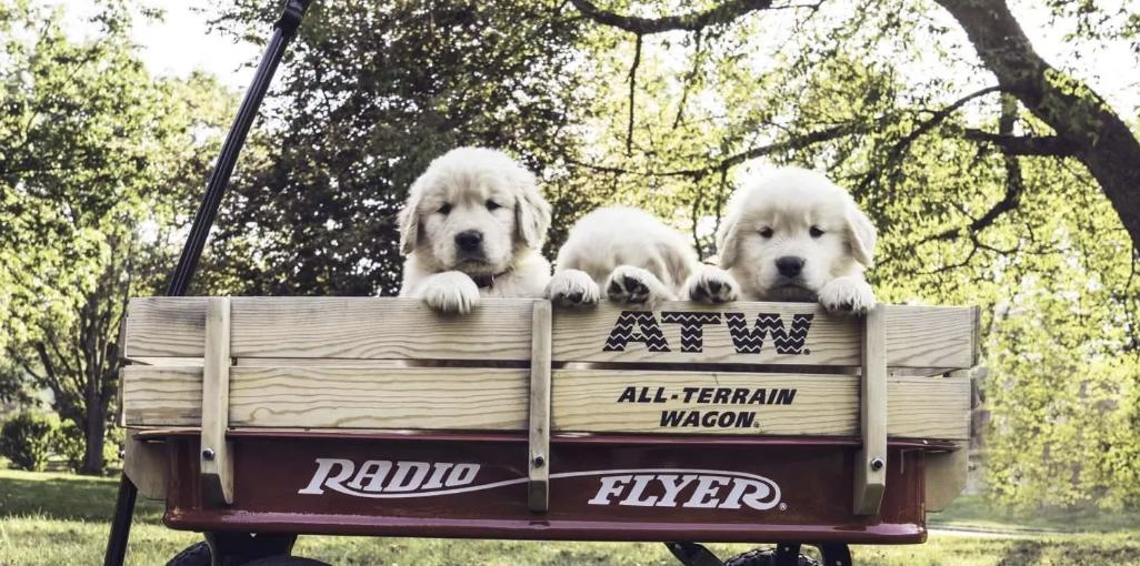 Golden Glory in Pennsylvania | Golden Retriever puppies | Good Dog