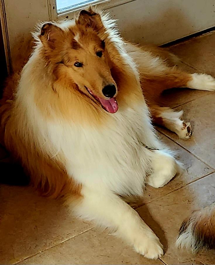 Briarwood Collies in Missouri | Collie and Working Dog Cross puppies ...