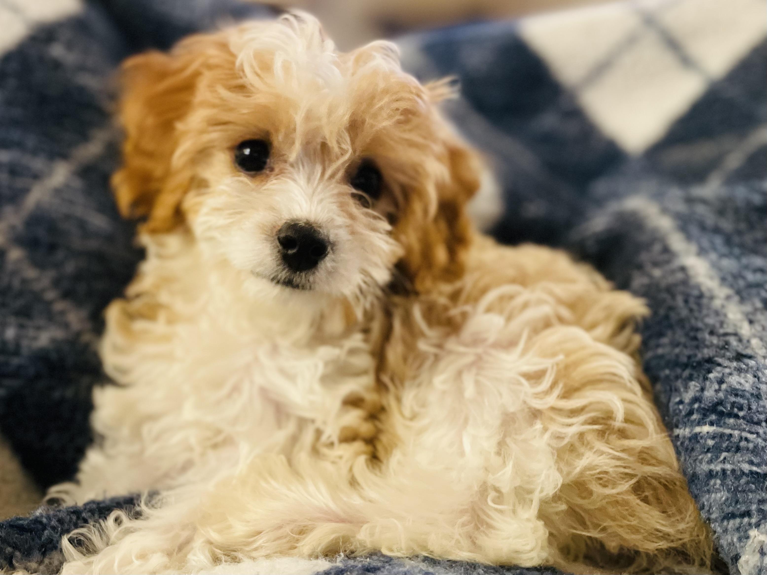 CavapooDreams in Texas | Cavapoo puppies | Good Dog