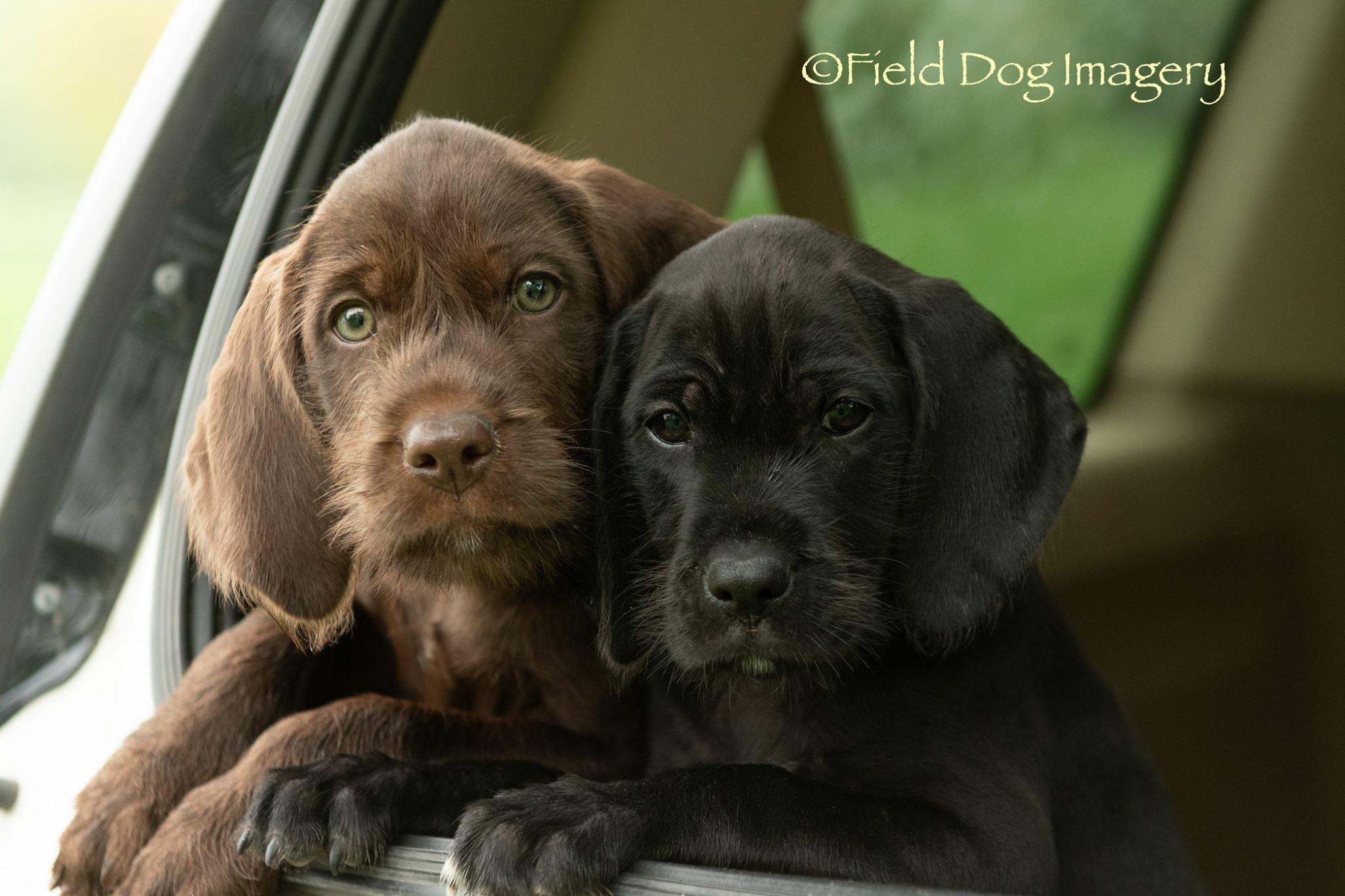 High Power Pudelpointers in Nebraska | Pudelpointer puppies | Good Dog