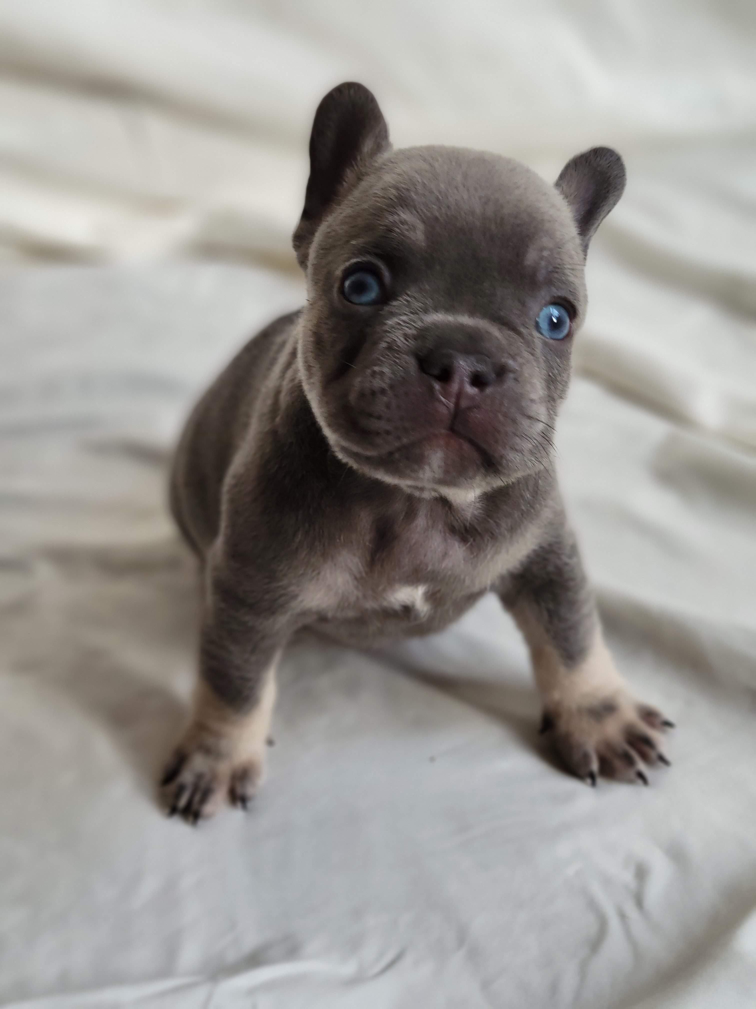 JnT Frenchies in Washington | French Bulldog puppies | Good Dog