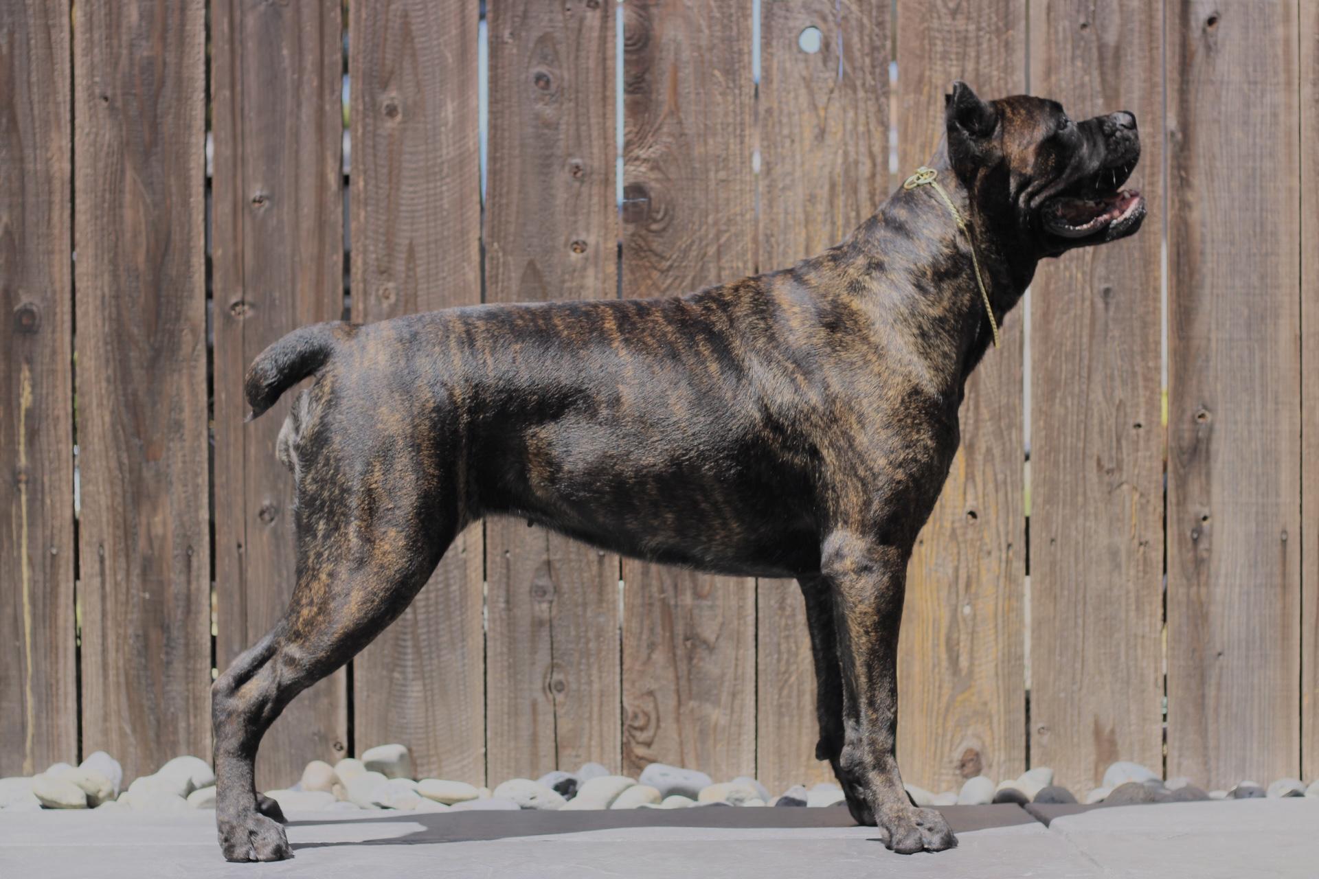 Royal Class Kennels in California | Cane Corso puppies | Good Dog