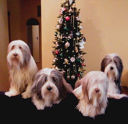 Travistar Bearded Collies in Illinois | Bearded Collie puppies | Good Dog