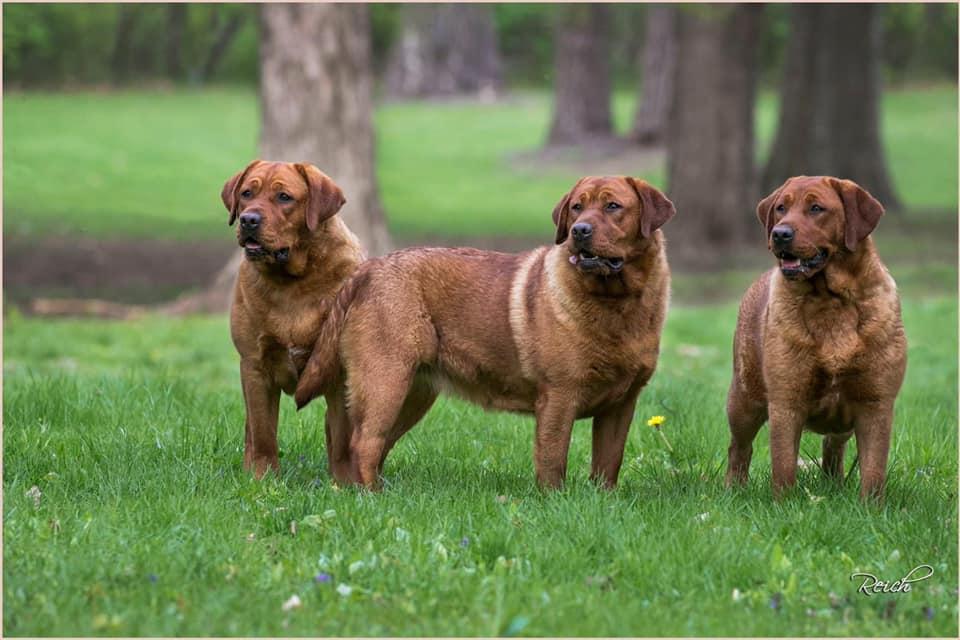 Elkens Labradors in California | Labrador Retriever puppies | Good Dog