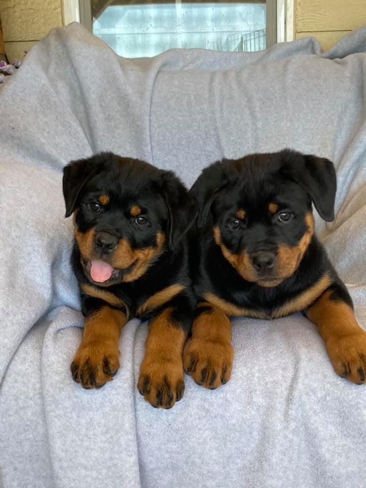 Hill Top Rottweiler in Oregon | Rottweiler puppies | Good Dog