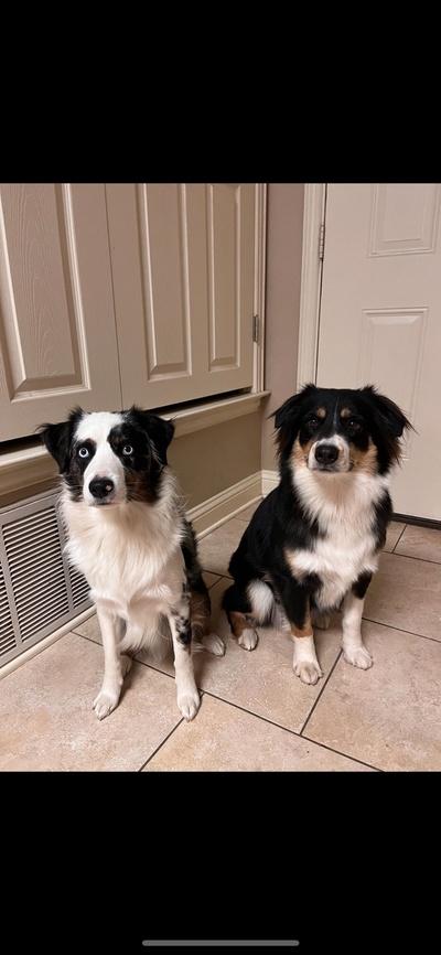 Norby's Mini Aussies in Texas | Miniature Australian Shepherd puppies ...