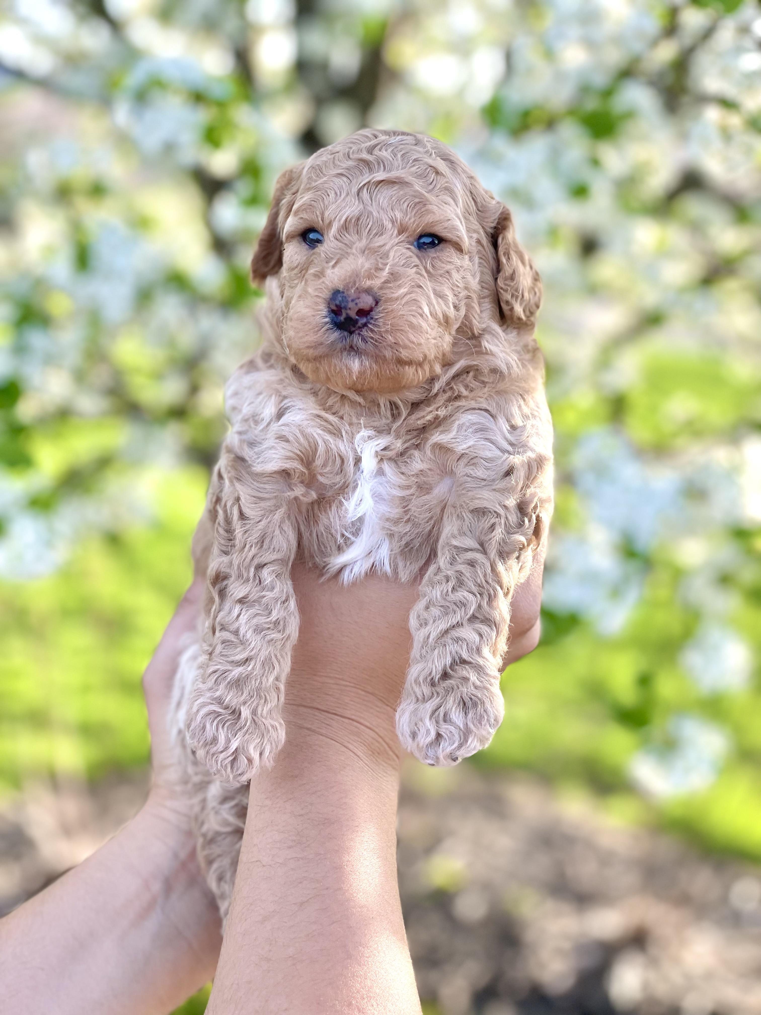 Ohio Mini Goldendoodles for Sale in Ohio | Goldendoodle puppies | Good Dog