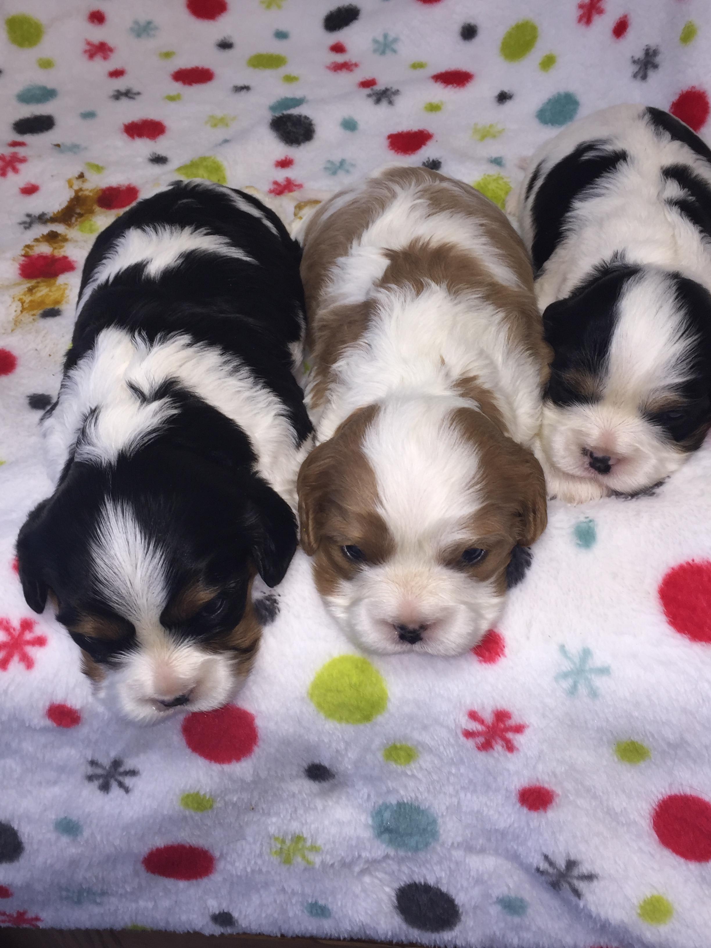 Spectacular Aussies and Cavaliers in Virginia | Australian Shepherd and ...