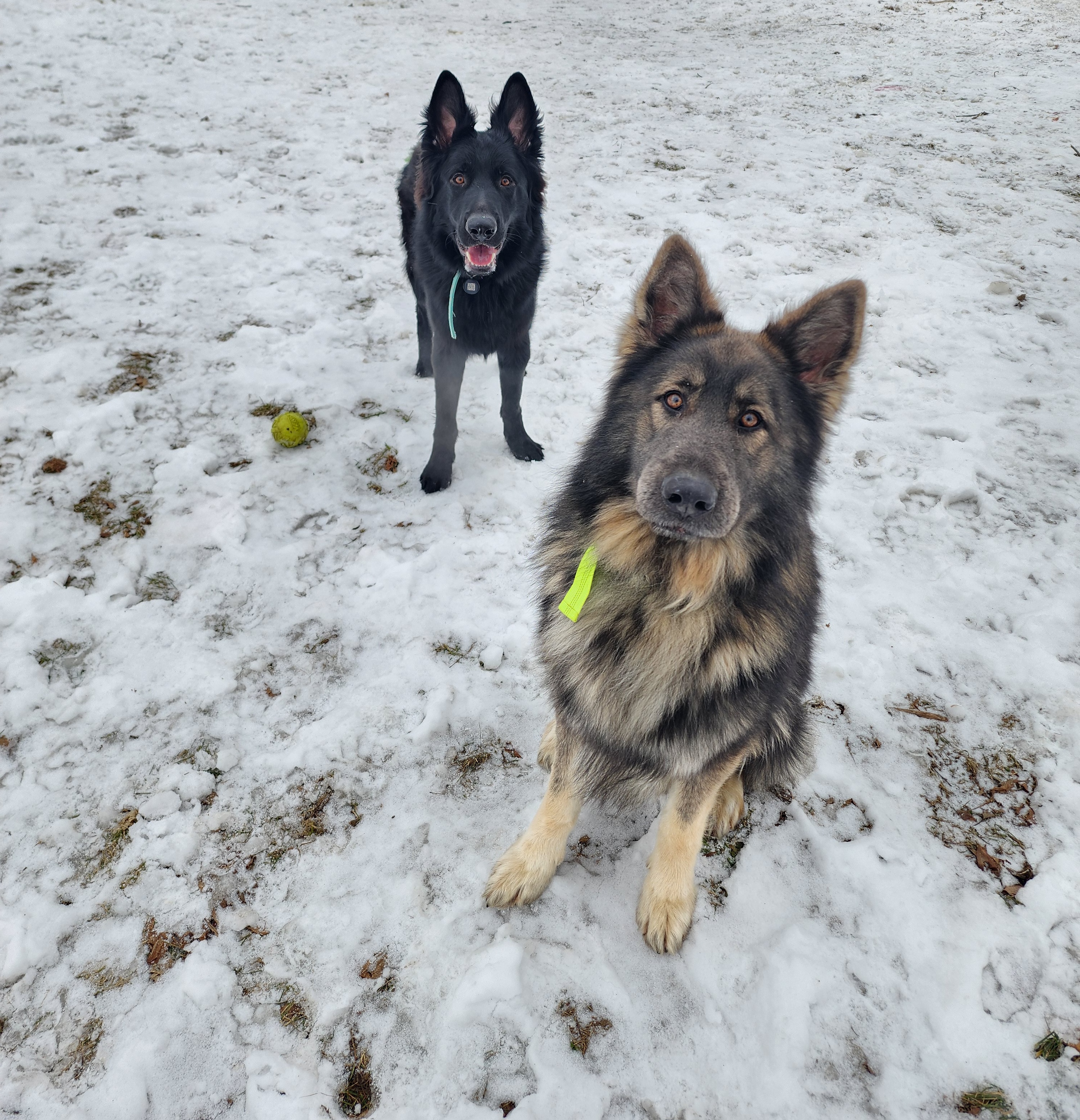 Devil-Dog Shepherds in Indiana | German Shepherd puppies | Good Dog