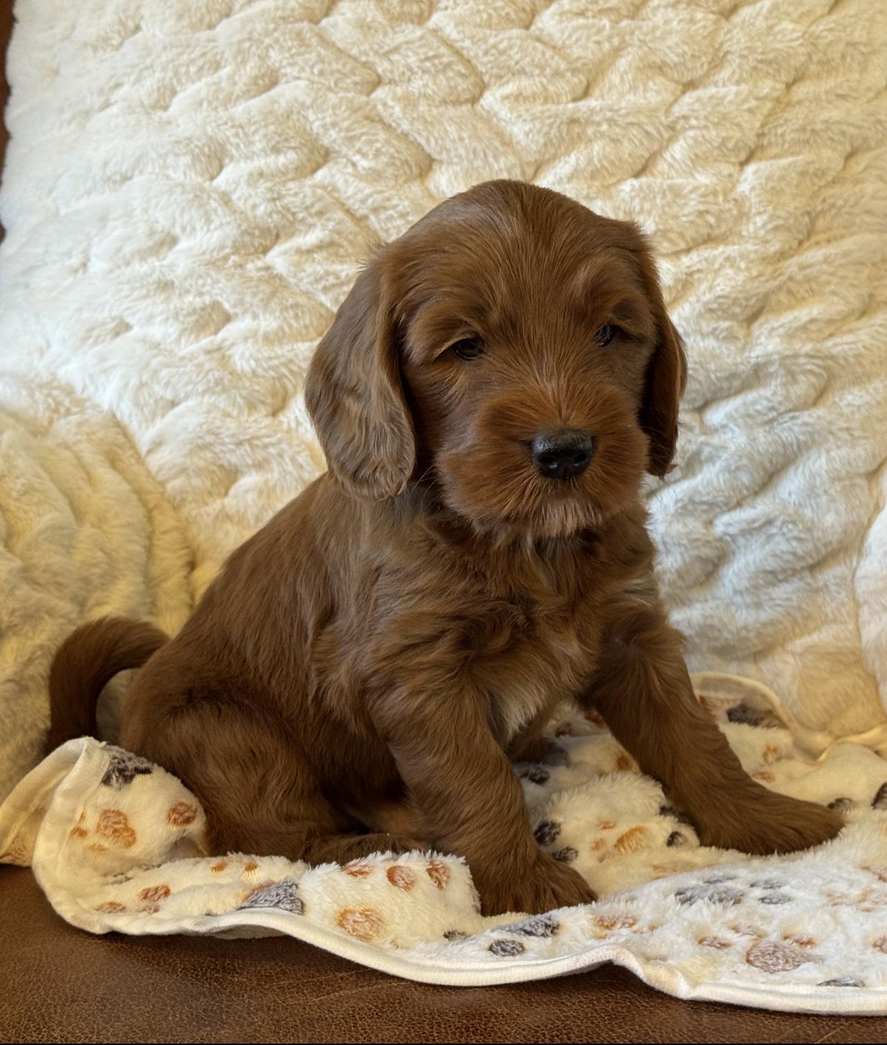 Cockadoodle Poo Puppies in Arizona | Cockapoo and Goldendoodle puppies ...