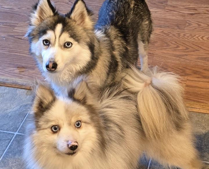 Peerless Pomskies in Idaho | Pomsky puppies | Good Dog