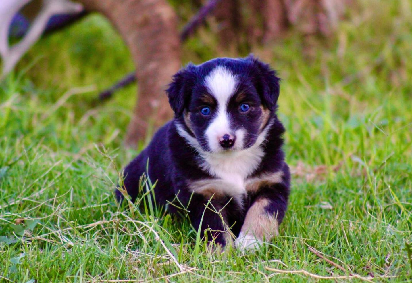 Walkin T Mini and Toy Aussies in New Mexico | Miniature Australian ...