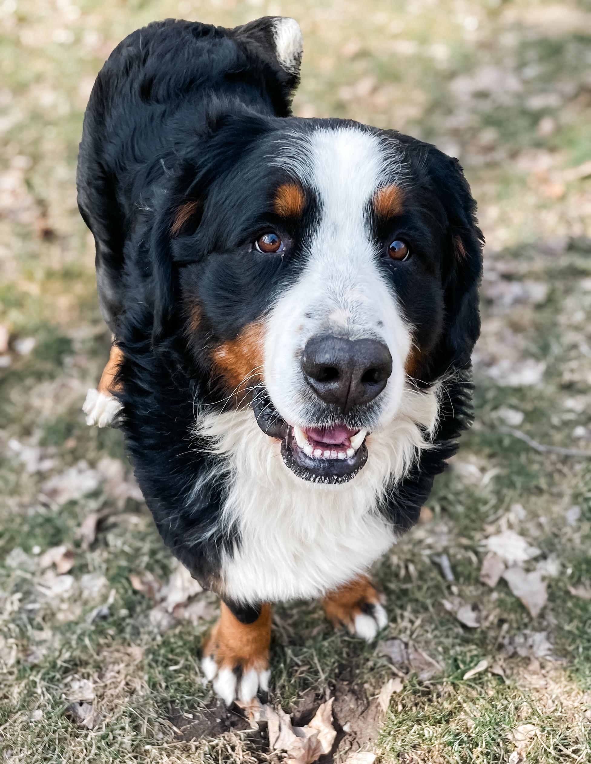 MI Doodles in Michigan | Bernedoodle and Bernese Mountain Dog puppies ...