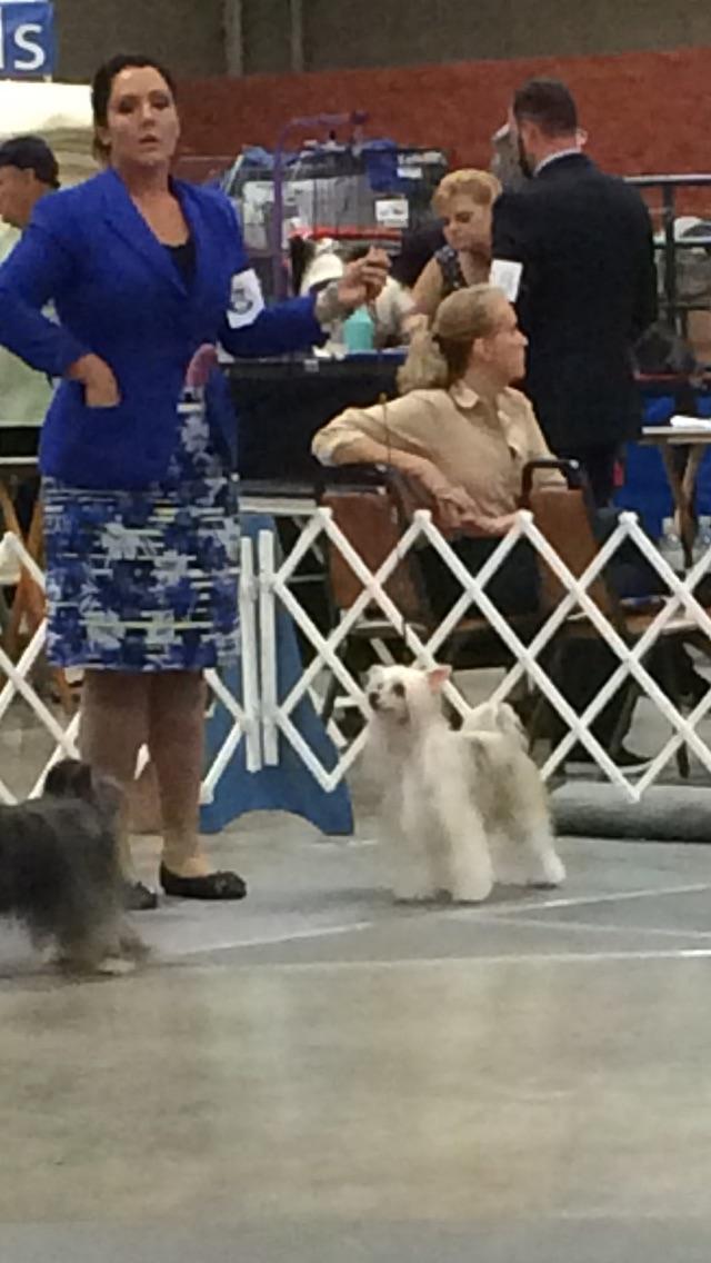 Selba-Hill Kennelwe in Arkansas | Chinese Crested puppies | Good Dog
