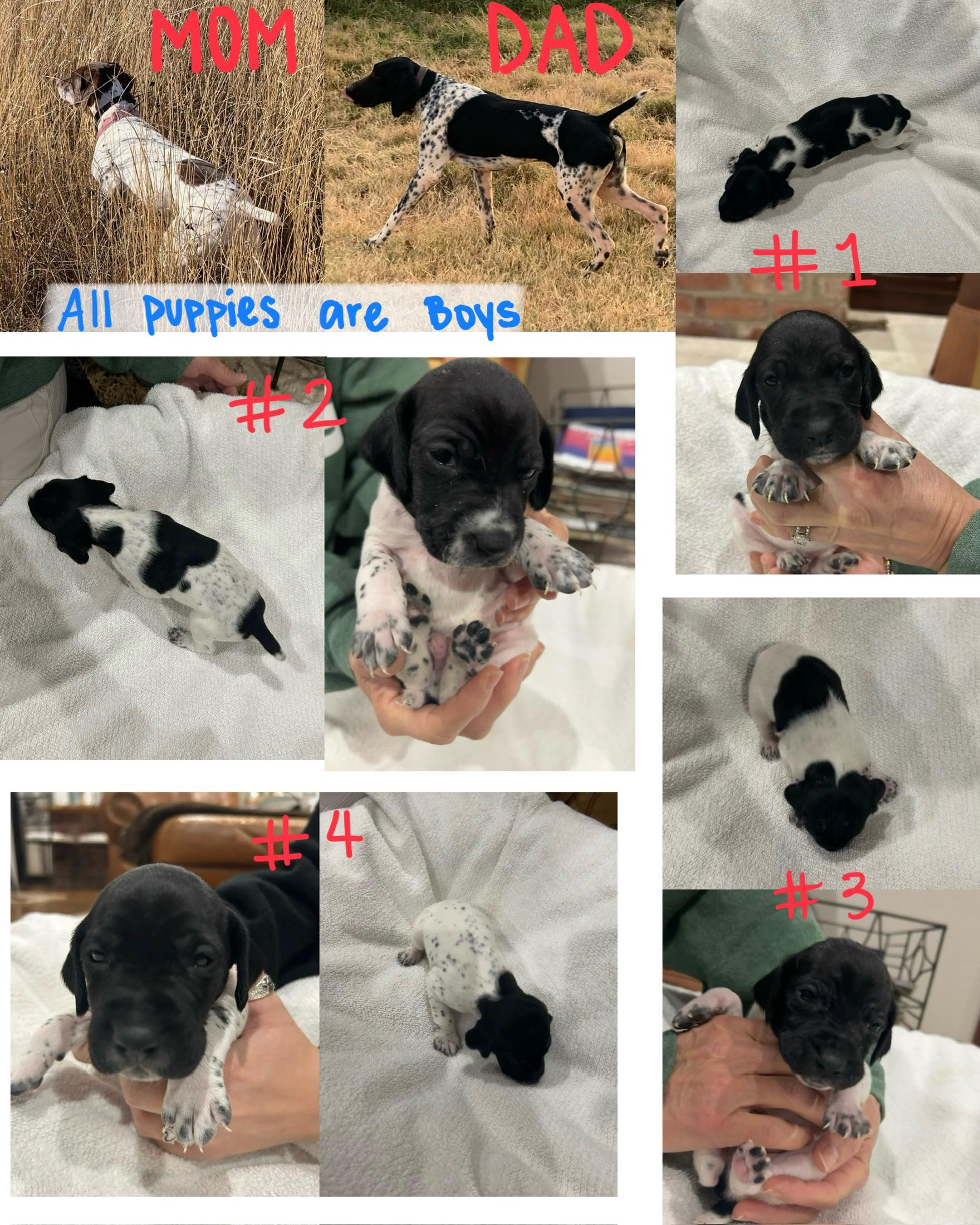 German Shorthair Pointers in Oklahoma | German Shorthaired Pointer ...