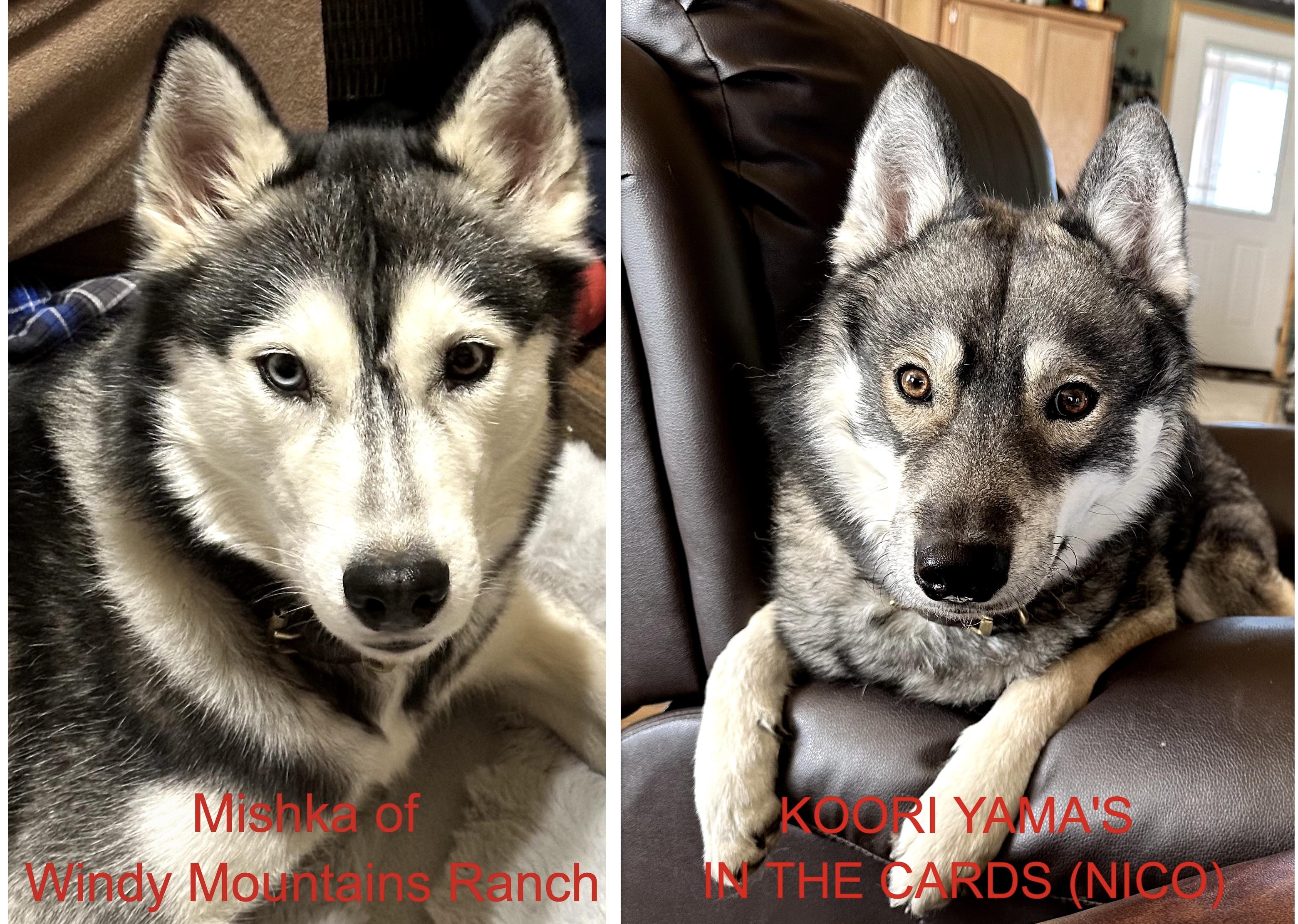 Windy Mountains Ranch Siberian Huskies in Colorado | Siberian Husky ...