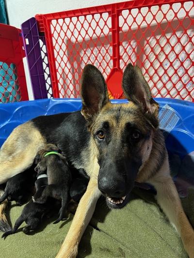 Jessica Wright's German Shepherds in Washington | German Shepherd ...