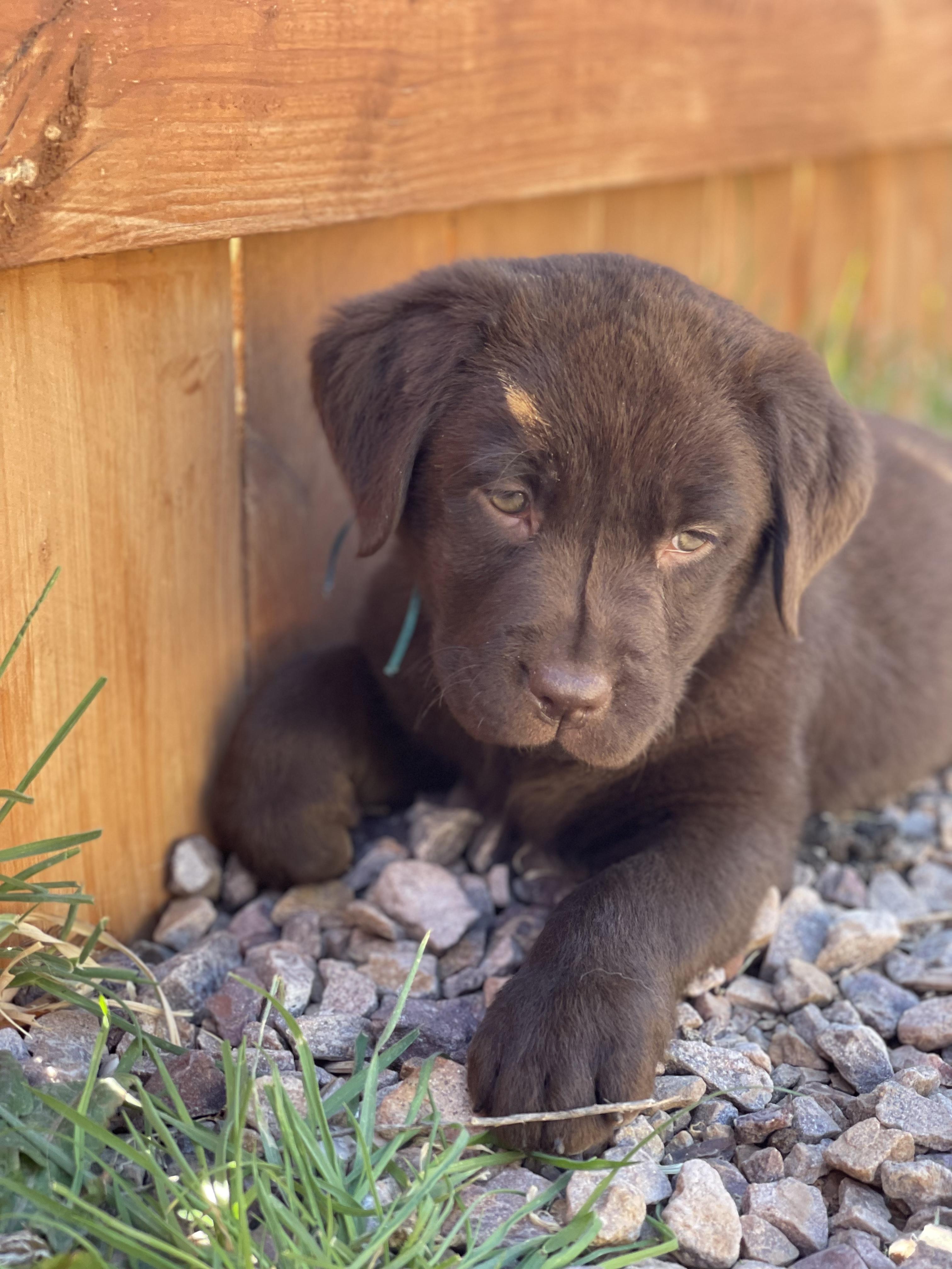 Carefree Samoyeds & Deserthills Labradors in Arizona | Labrador ...