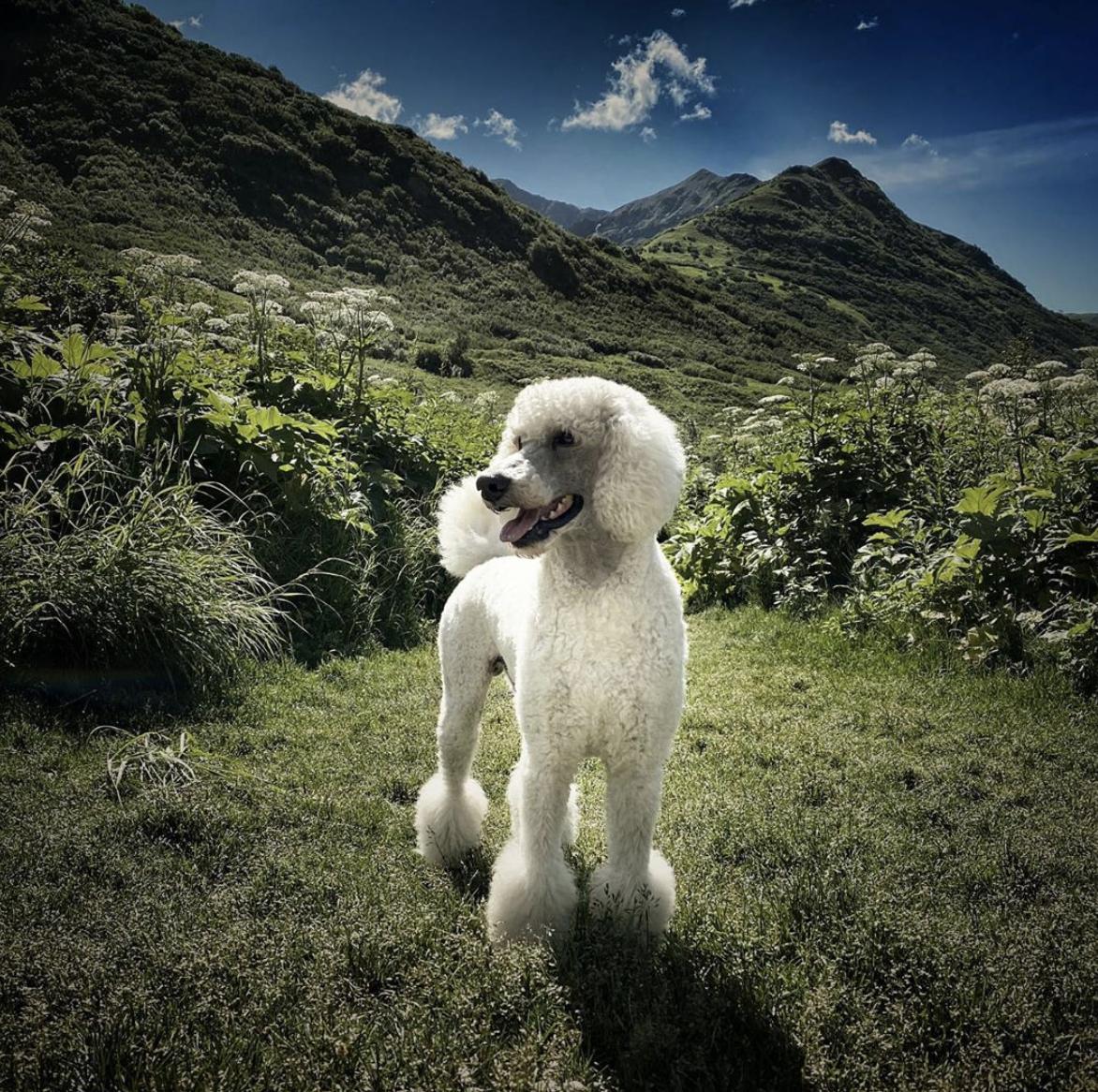 Galavanting Poodles in Alaska | Poodle puppies | Good Dog