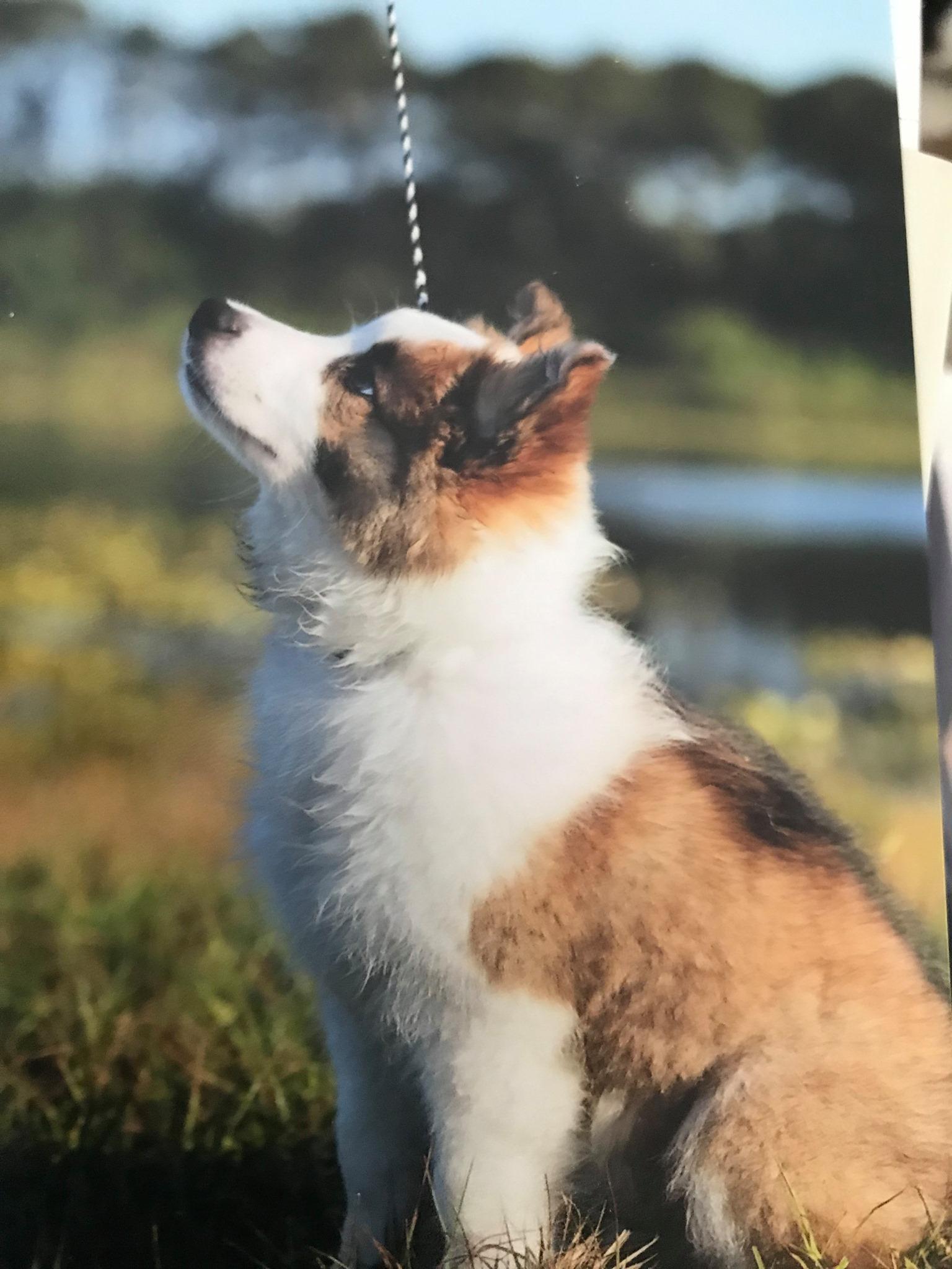 Susan's Border Collies in Florida | Border Collie puppies | Good Dog