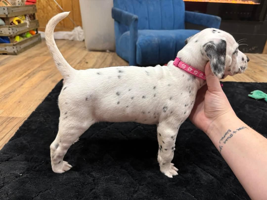 Spot Splattered Dalmatians in Iowa | Dalmatian puppies | Good Dog