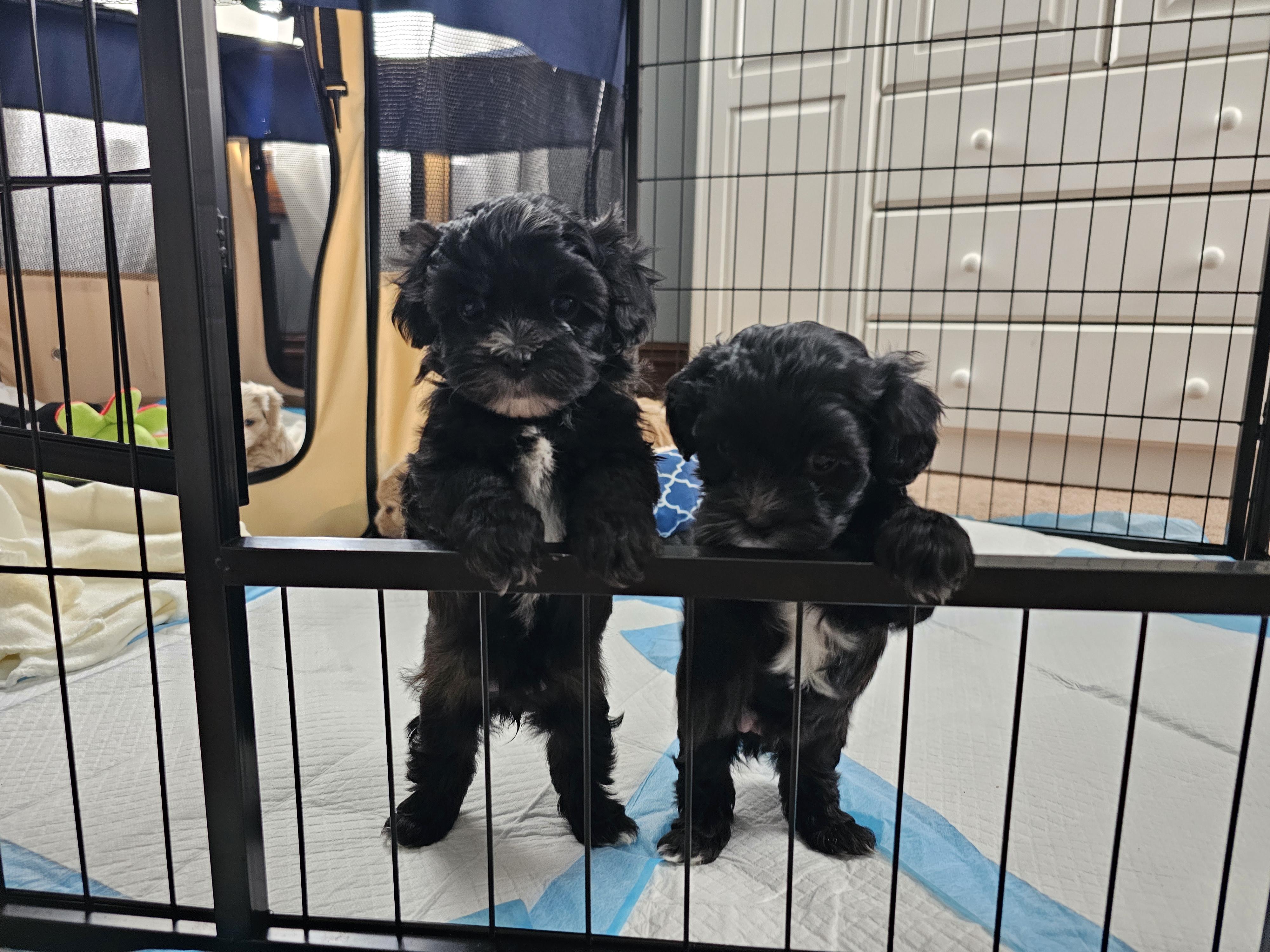 Kopydlowski's Shihpoo and Shichon pups in Virginia | Shichon and ...