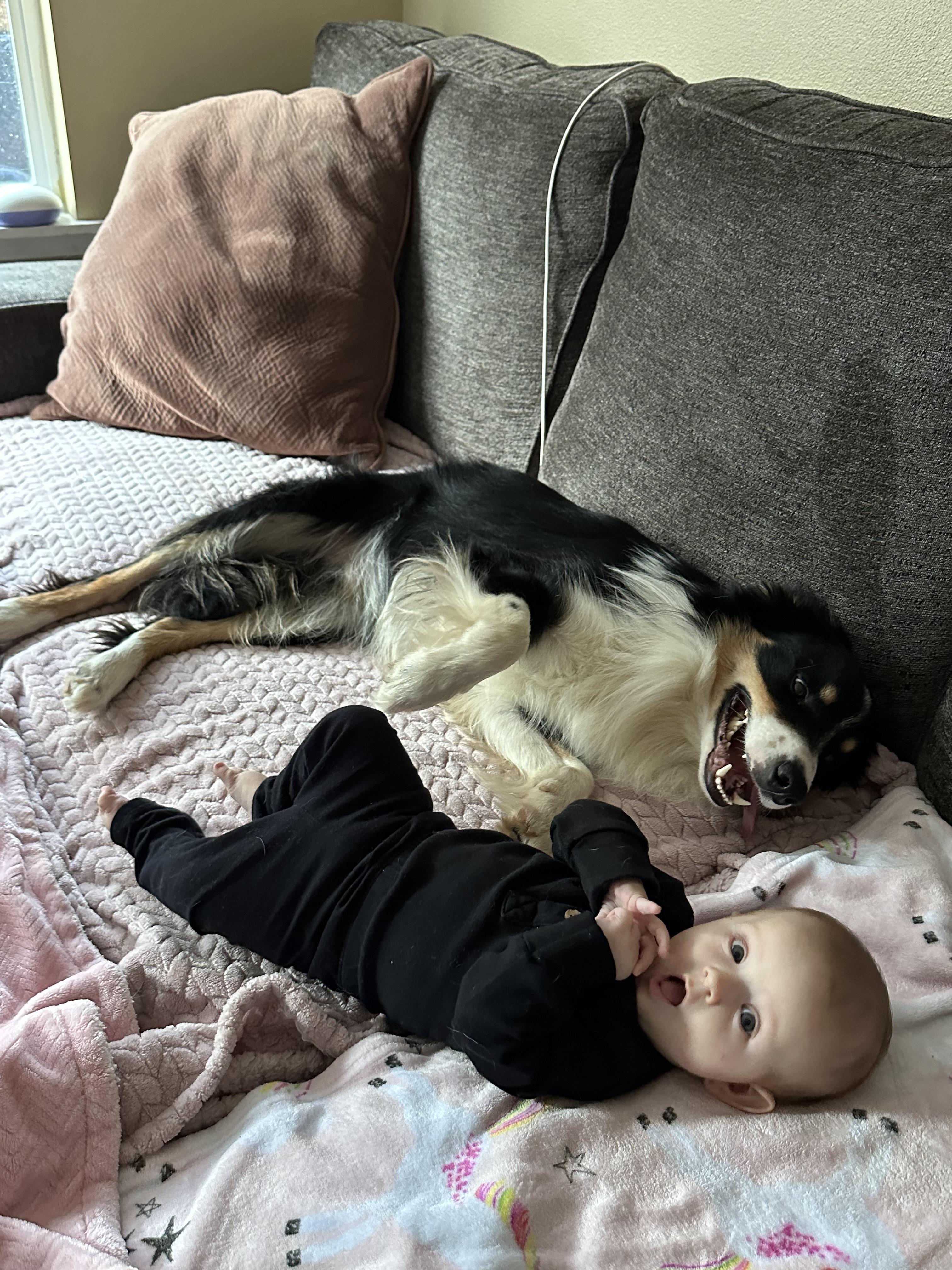 Athena’s Collies in Washington | Border Collie puppies | Good Dog